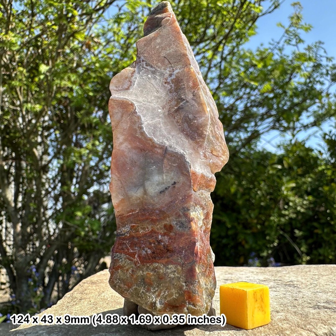 Dinosaur Coprolite Sectioned and Polished Slice(fossil Poo, Poop ...