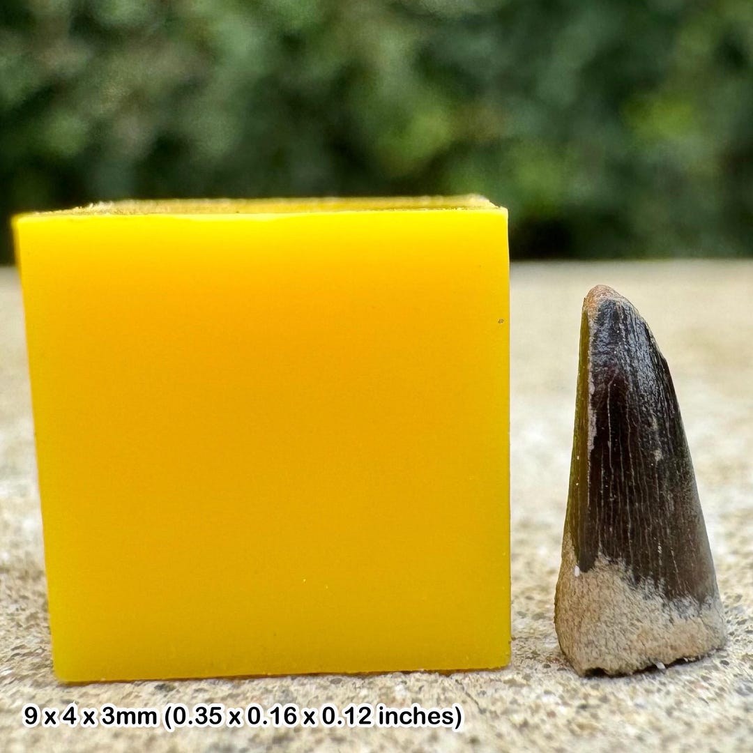 Authentic Cryptoclidus Plesiosaur Fossil Tooth - Jurassic Oxford Clay ...