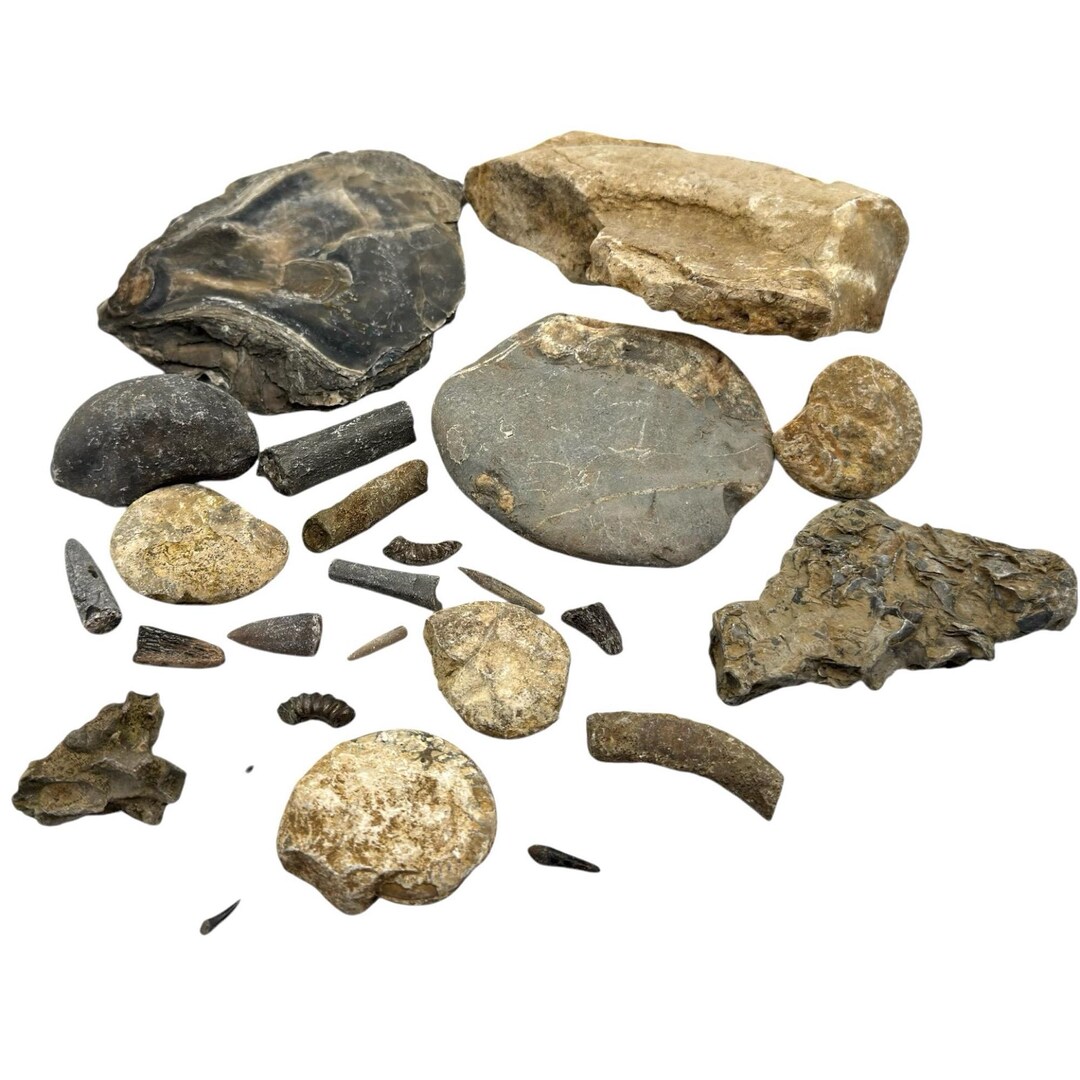 1kg Bulk Jurassic Coast 24 X Fossils Budget Mix Dorset and Somerset Lot ...