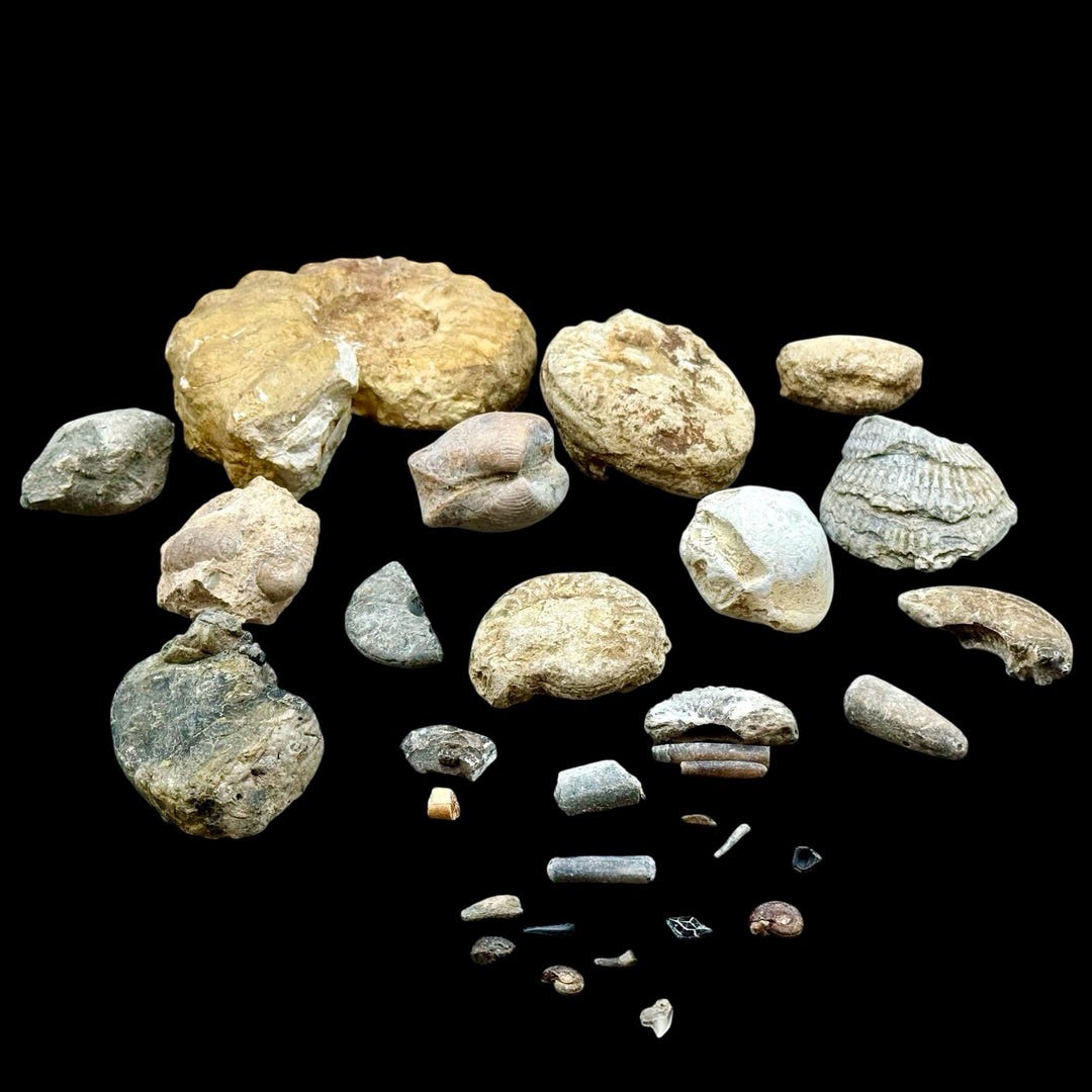 1kg British Jurassic Fossil Mix | Hand Prepped UK Fossils - Etsy