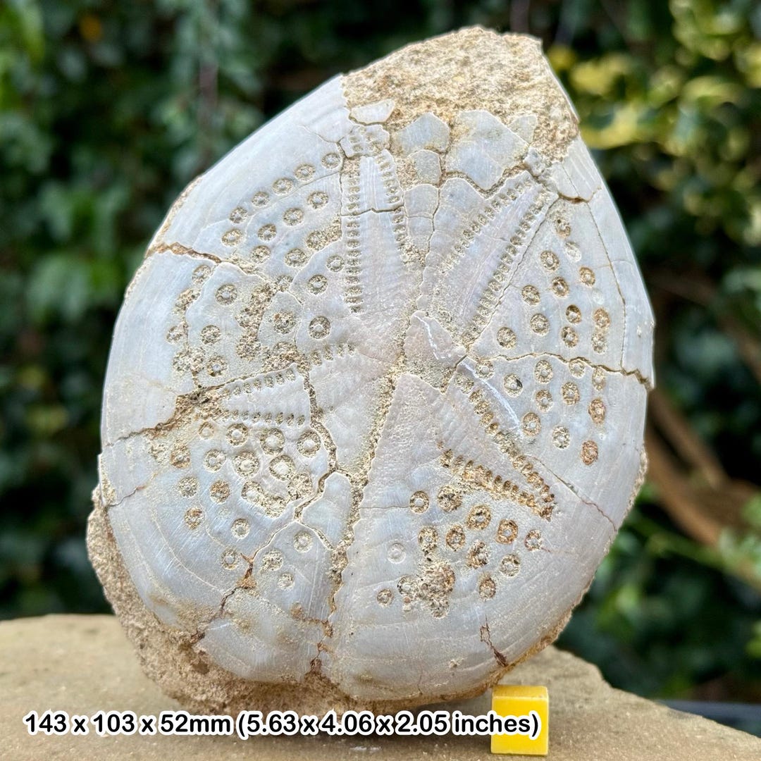 Genuine Giant Echinoid Fossil (dendraster), Miocene Era, West Java ...