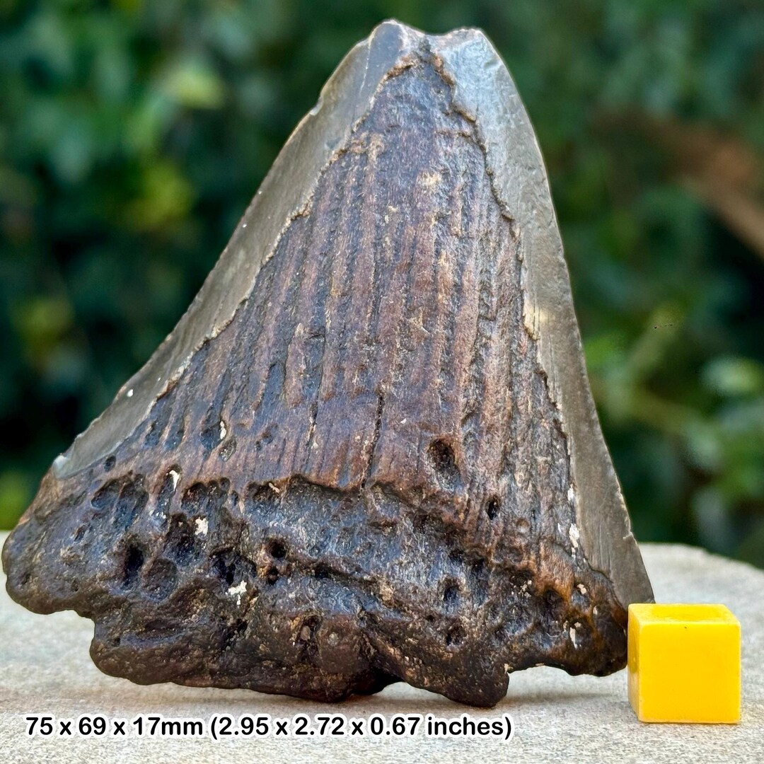 Rare 3" Carcharodon Megalodon British Shark Tooth Fossil - Pliocene, Uk ...