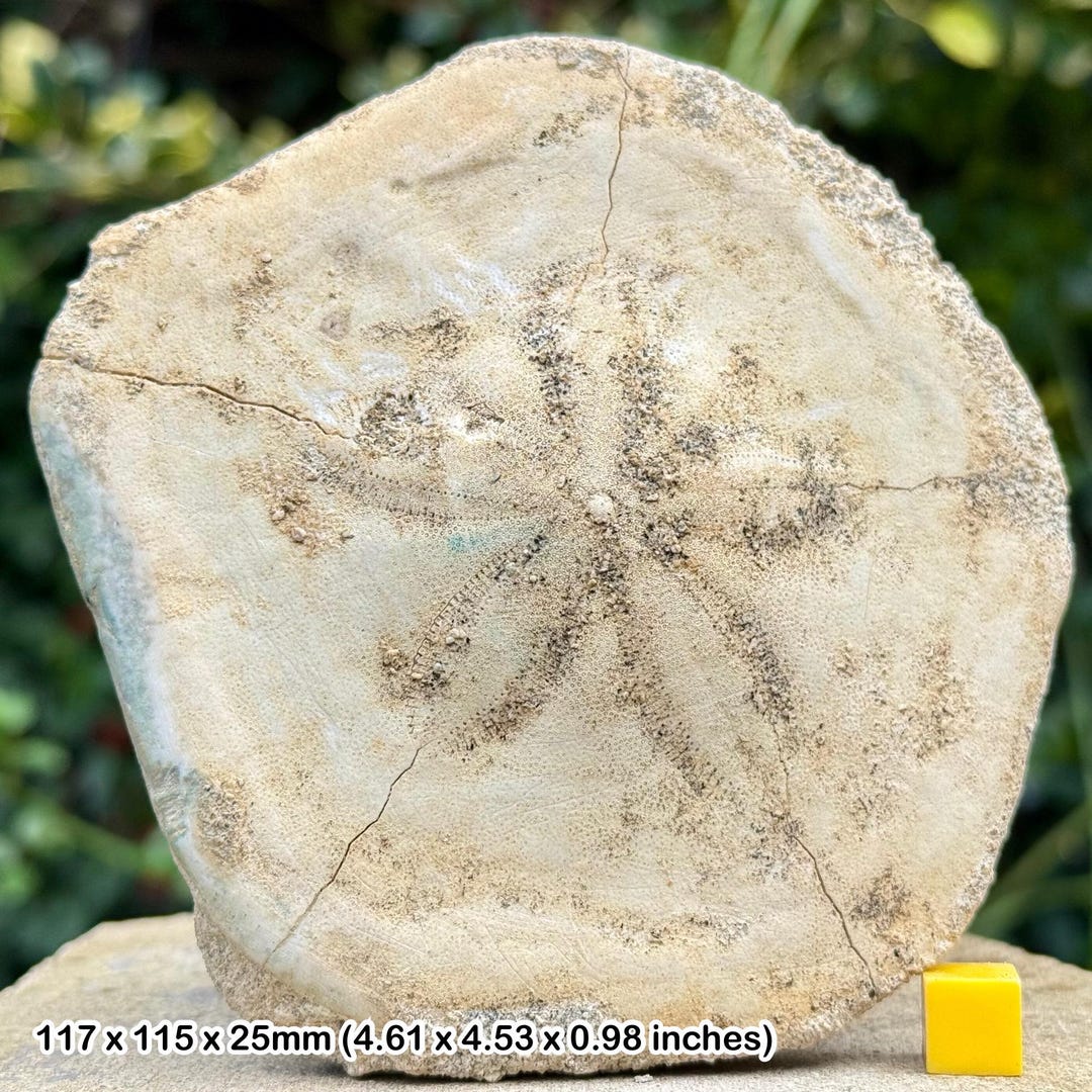 Large Echinoid Fossil Dendraster | Miocene Era | West Java Indonesia ...