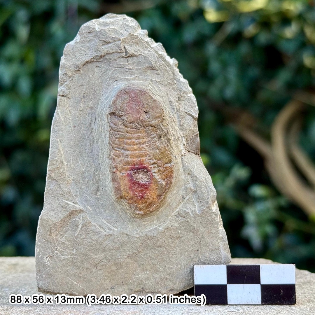 Asaphid Trilobite Fossil - Fezouata Formation, Ordovician Morocco ...