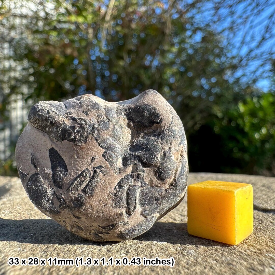 Fossil London Clay Crab, Eocene From the Isle of Sheppey, Kent, Uk - Etsy