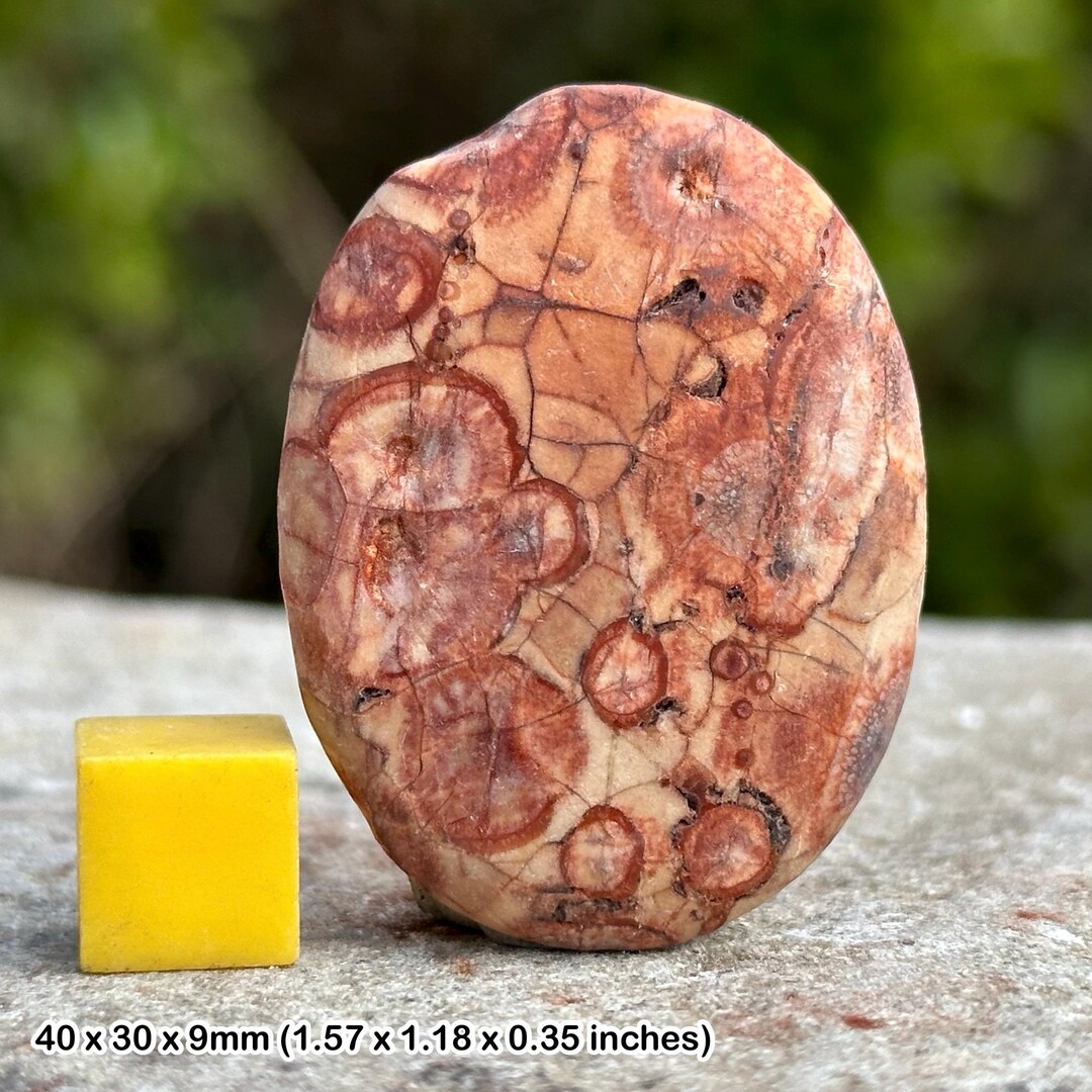 Fish Eye Jasper Palm Stone Worry Stone Crystal Healing - Genuine ...