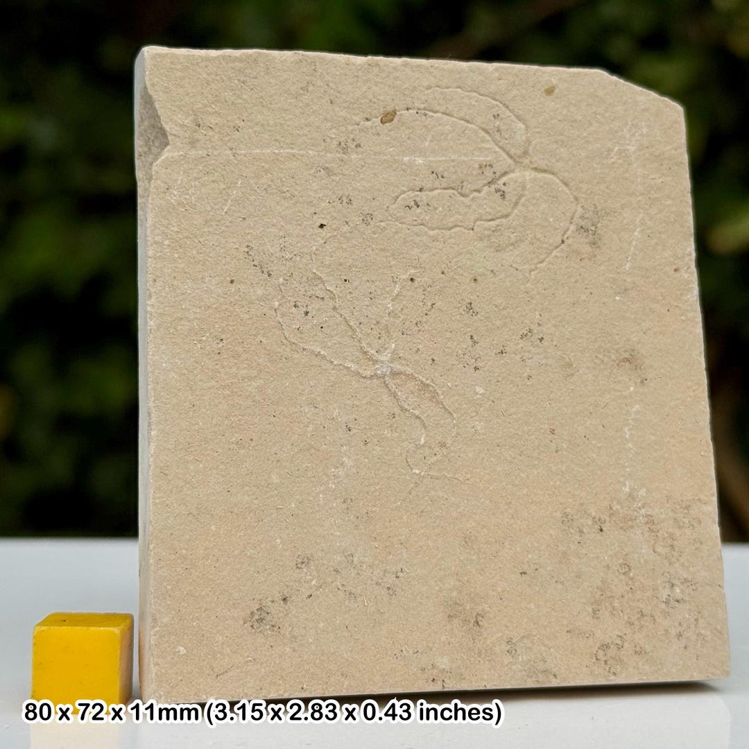 Geocoma Libanotica Fossil Brittle Star Cenomanian Upper Cretaceous ...