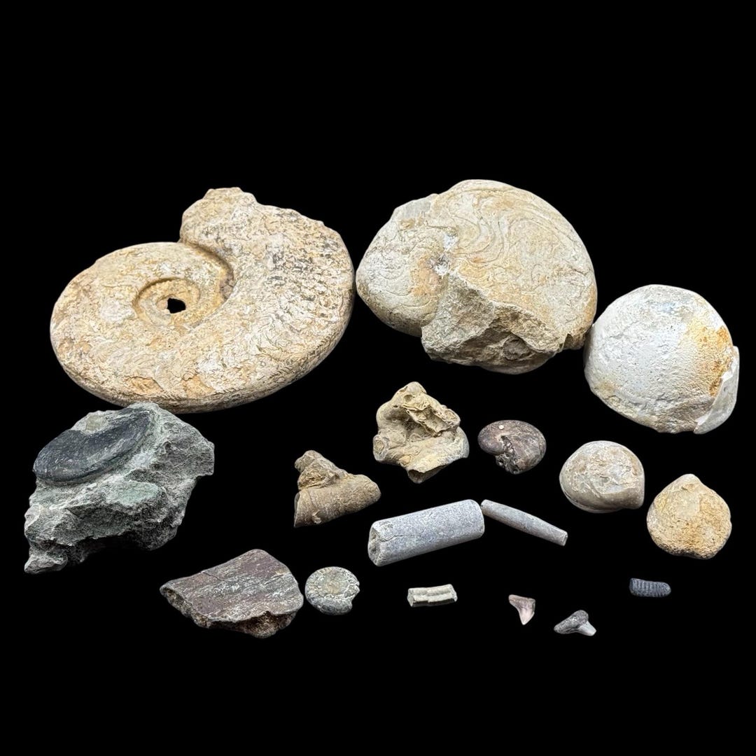 1kg Bulk British Fossil Mix - 17 X Fossils Budget Mix - (including ...