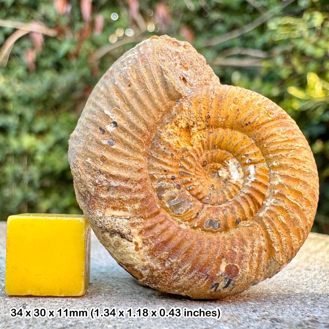 Rare Leptosphinctes Fastigatus Ammonite Fossil, Bajocian Stage Jurassic ...