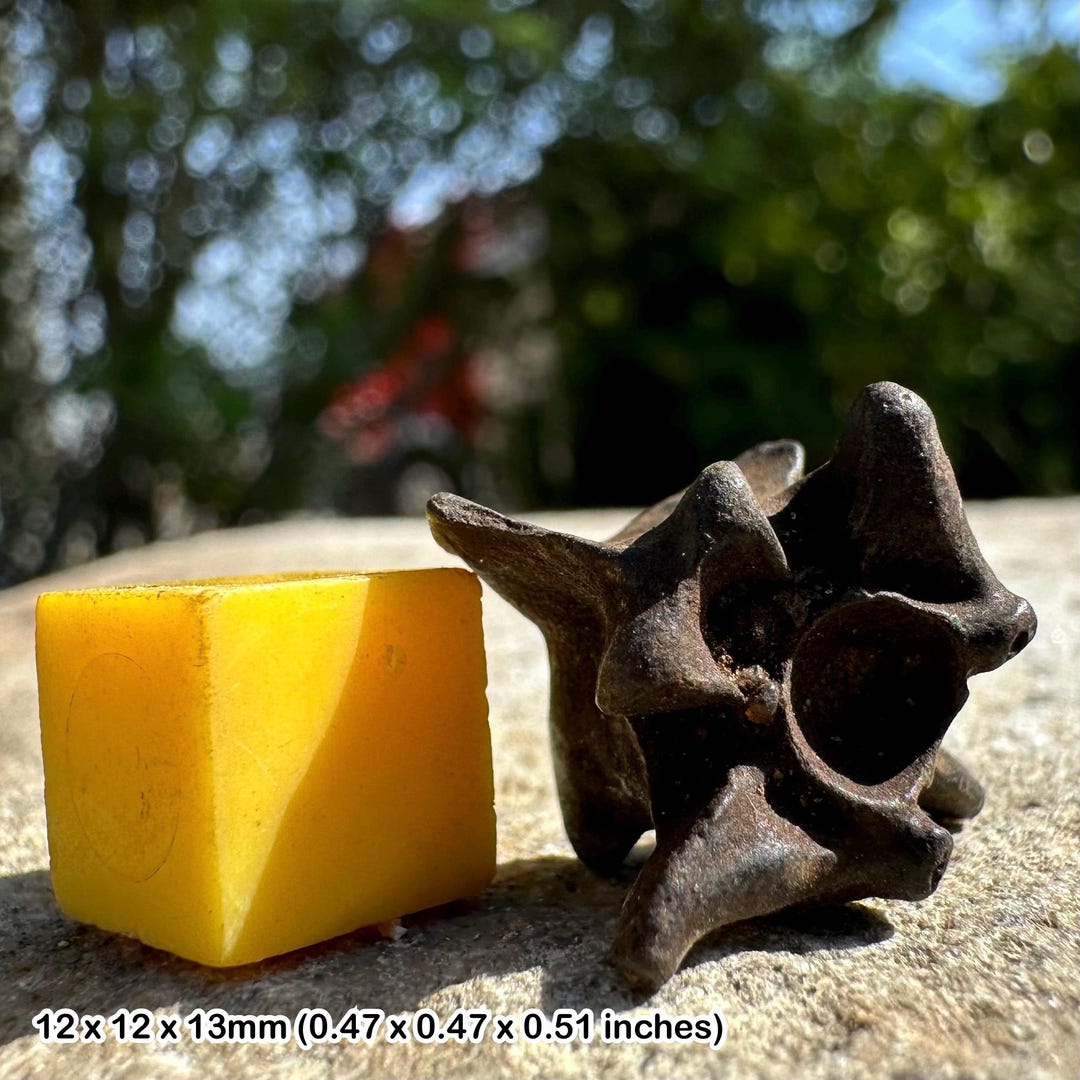 Snake Vertebra Fossil (pterosphenus Schucherti) | Santafe River ...