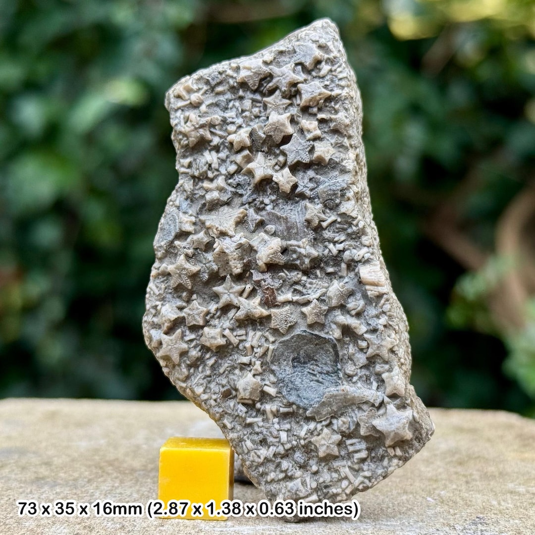 Pentacrinites Crinoid Star Slab Fossil Jurassic Black Ven Marls Lyme ...