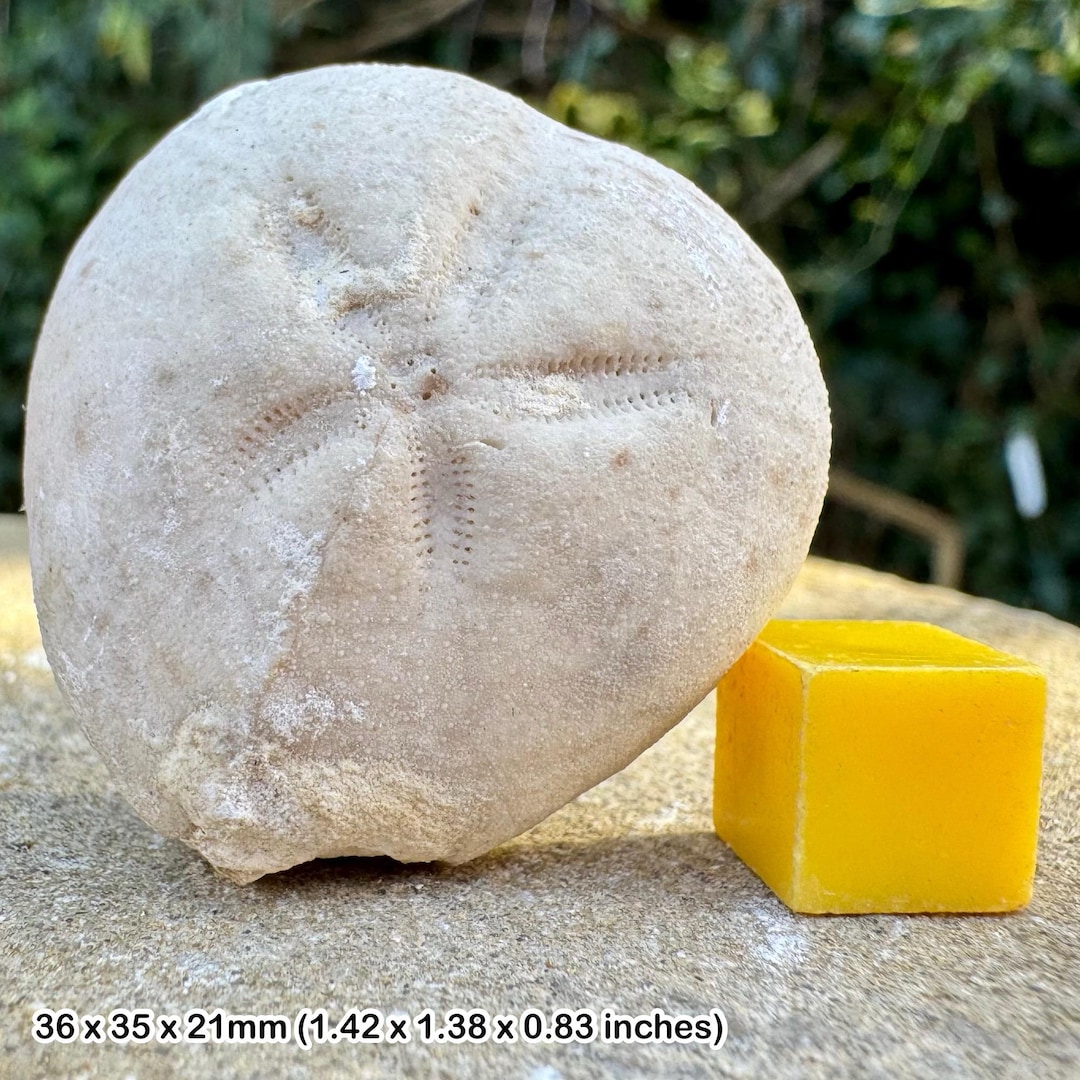 Rare Fossil Echinoid (sea Urchin) Micraster Luskei – Upper Cretaceous ...