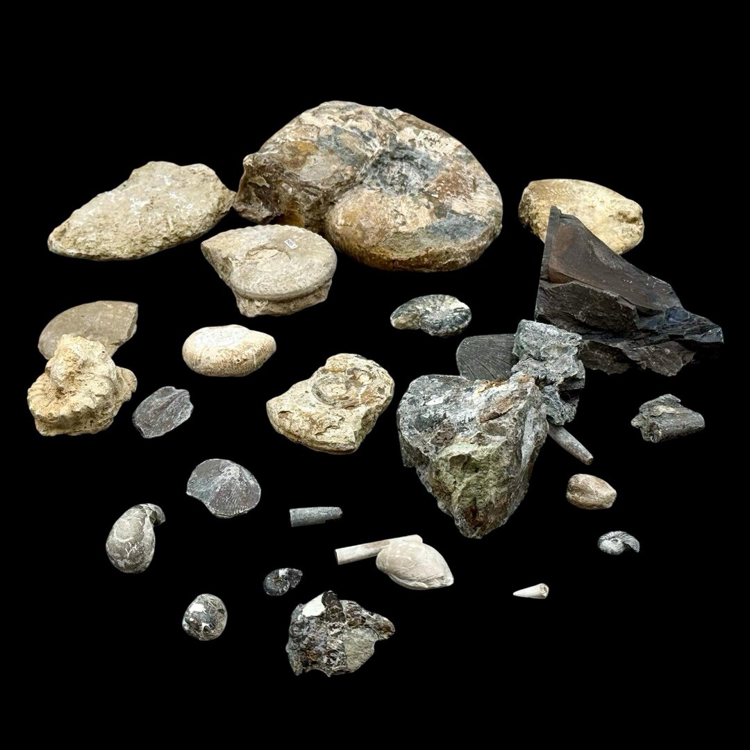 1kg British Fossil Mix X 27 | Jurassic Dorset & Somerset Fossils ...