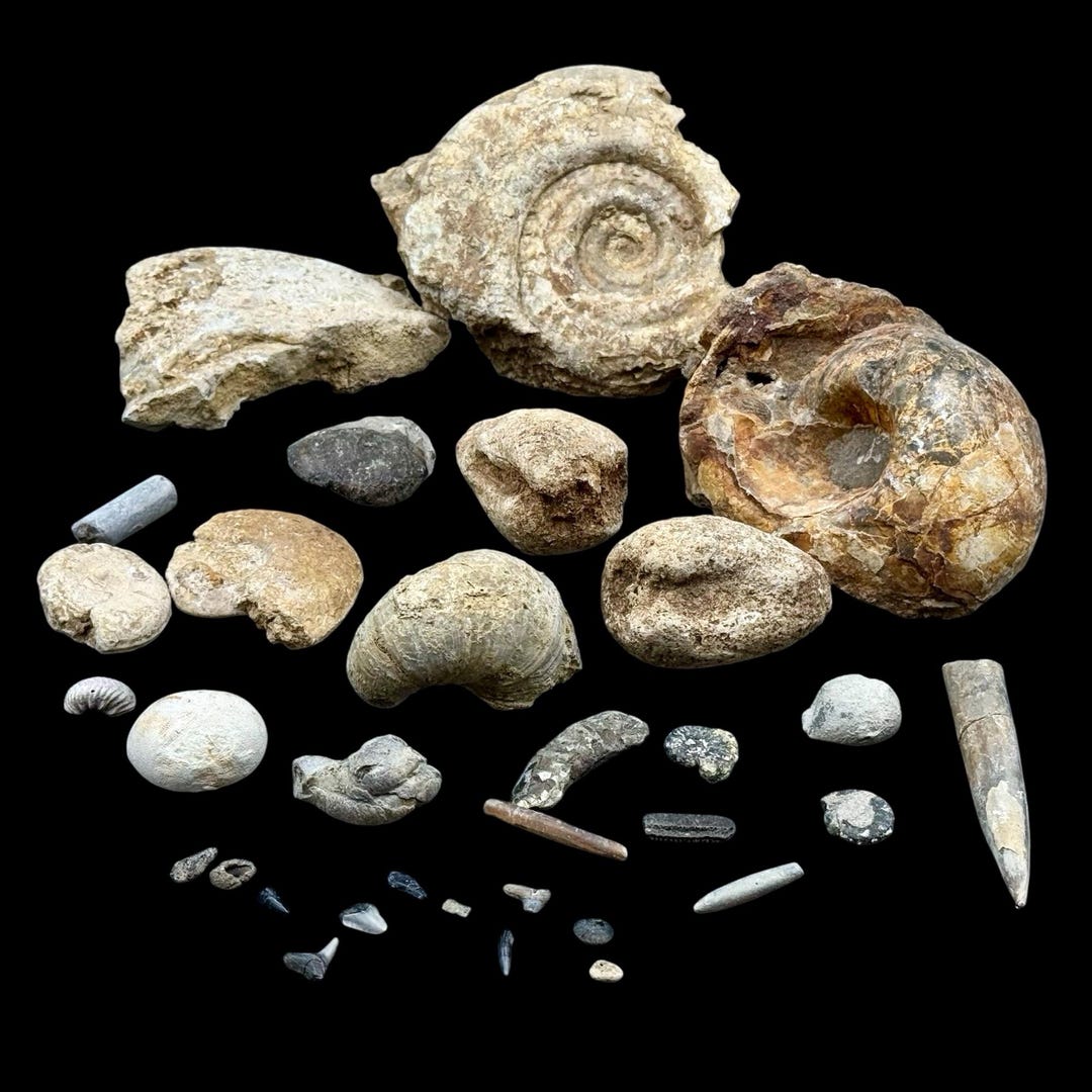 1kg British Fossil Mix - 32 X Jurassic Fossils From Dorset & Somerset ...