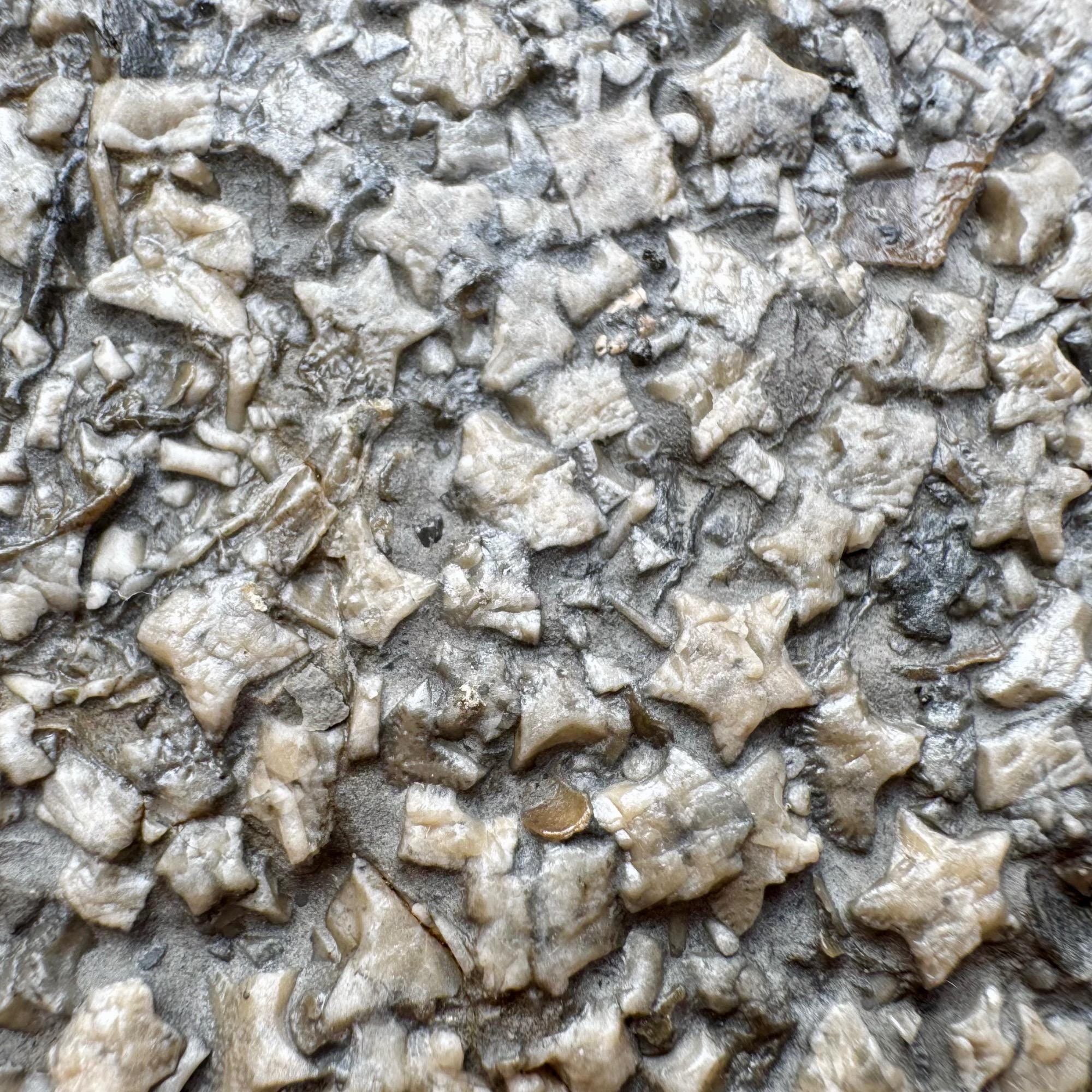 Pentacrinites Crinoid Star Slab Fossil Jurassic Coast Genuine Specimen ...