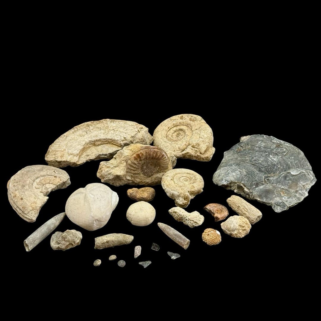 1kg Bulk British Fossil Mix - 25 X Fossils Budget Mix - (including ...