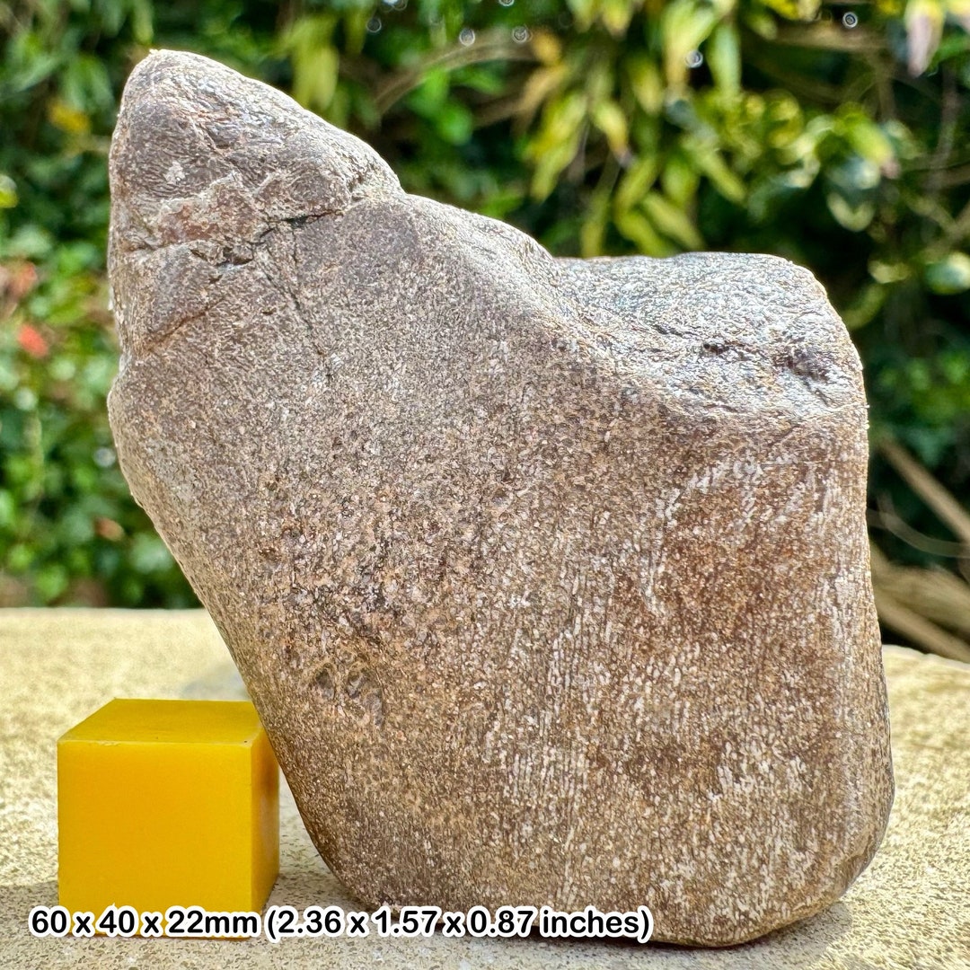 Pliosaur Bone Section Fossil Kimmeridge Clay, Jurassic, Uk 100% Genuine ...