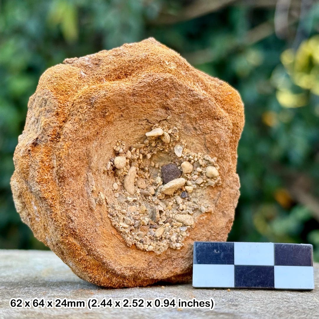 Rare Ichthyosaur Vertebra Bone Fossil – Jurassic to Glacial Boulder ...