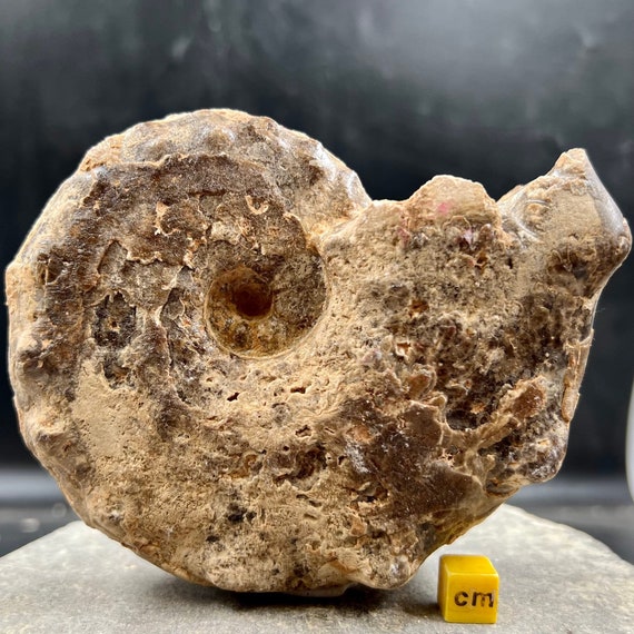 Giant Orthocone Fossil