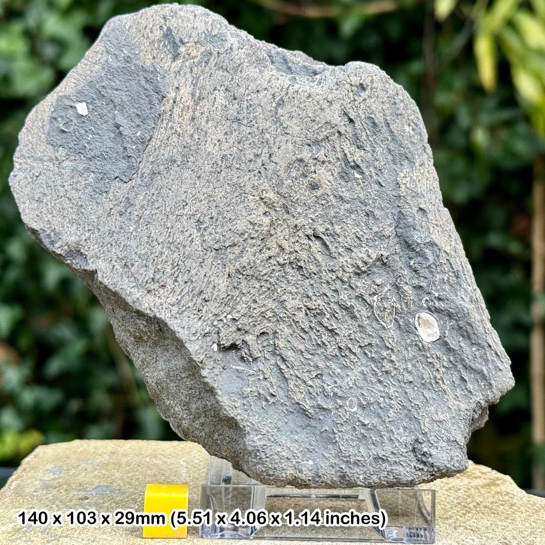Rare Jurassic Pliosaur Paddle Bone Fossil Stand Authentic Specimen ...