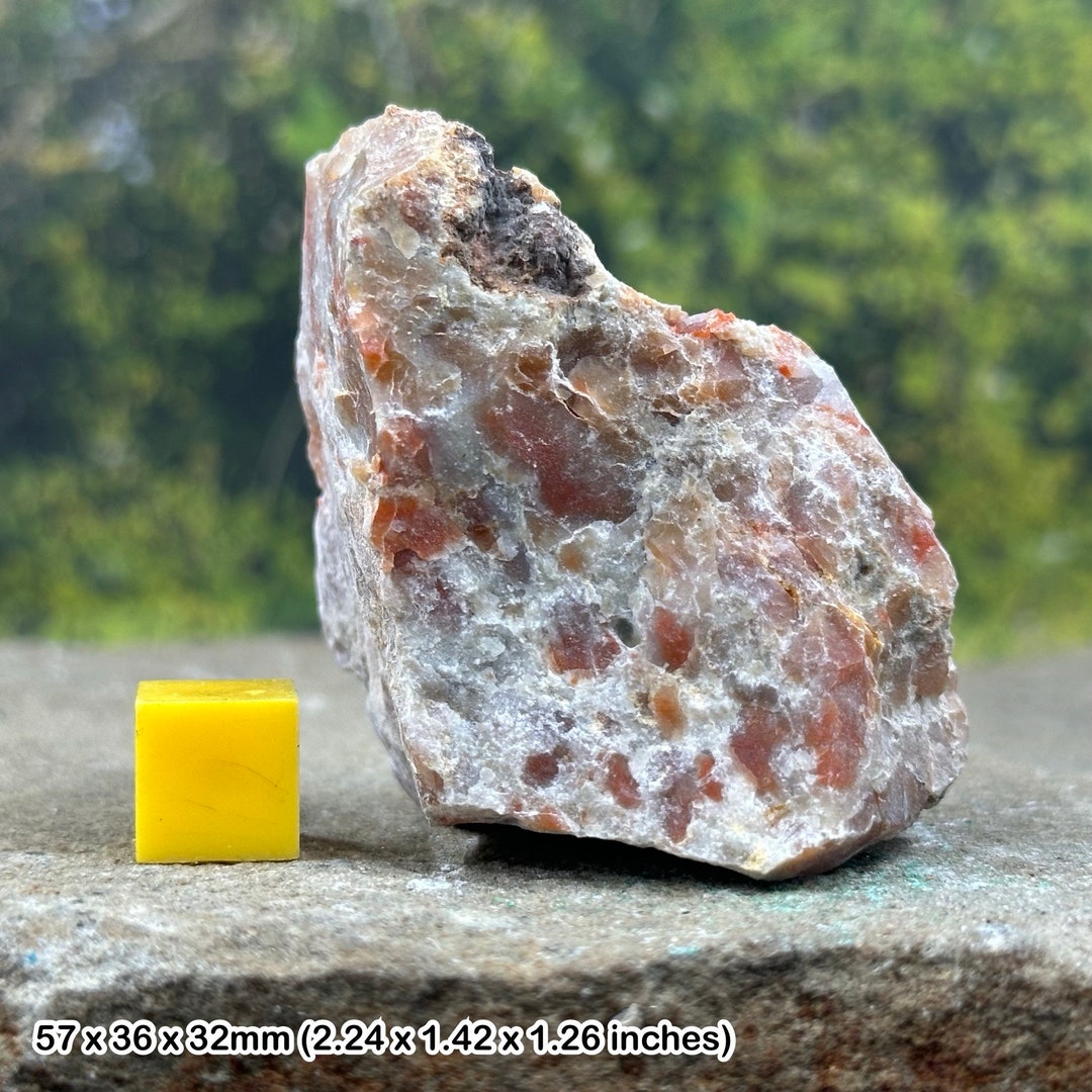 Dinosaur Coprolite Rough fossil Poo, Poop Genuine Specimen Jurassic Usa ...