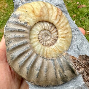 Asteroceras Ammonite Fossil, Black Ven Marls, Lower Lias, Jurassic ...