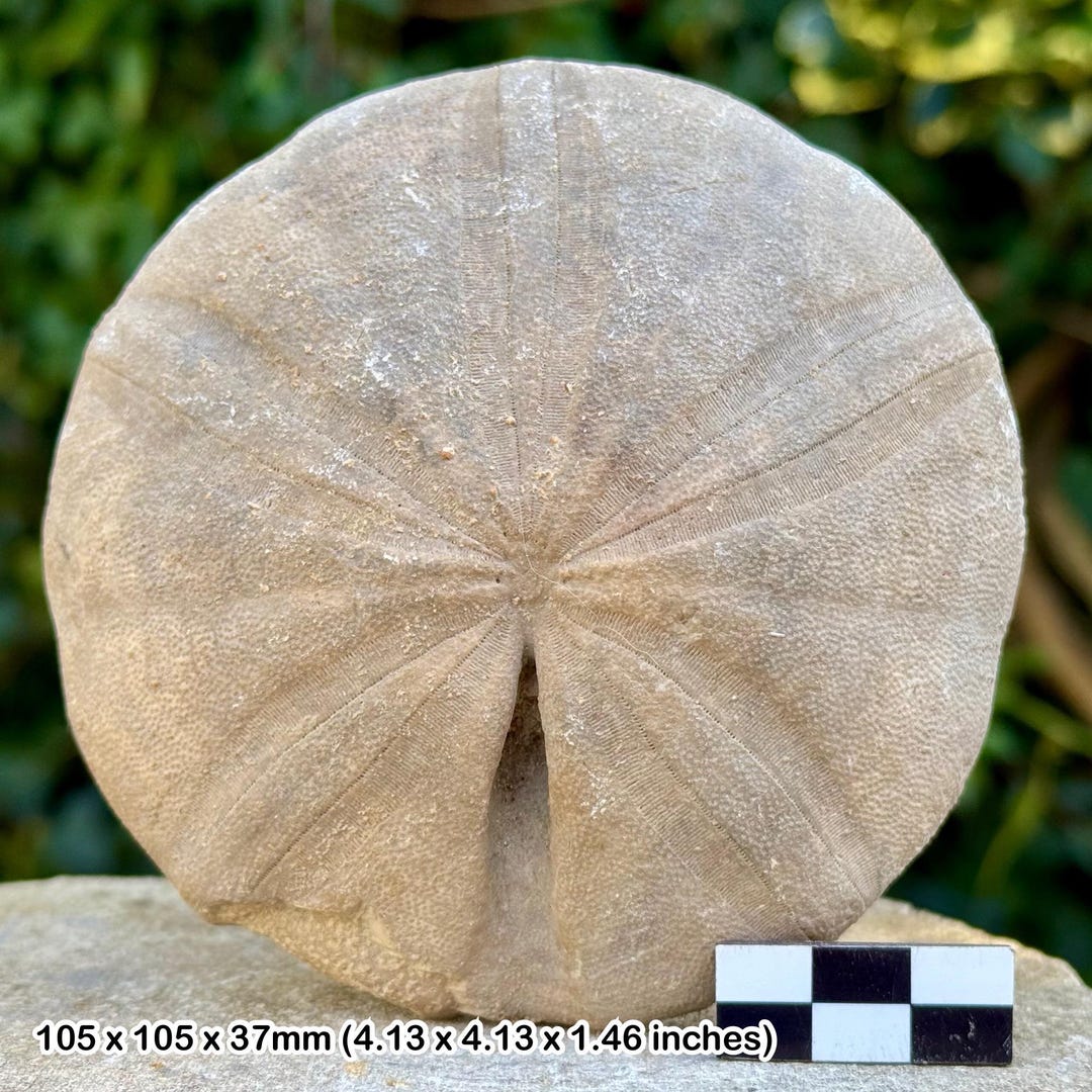 Clypeus Ploti Fossil Echinoid - Jurassic, Chedworth Woods ...