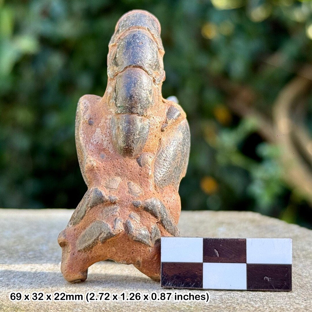 Rare Thalassina Lobster Fossil (mangrove Mud Lobster) – Miocene ...