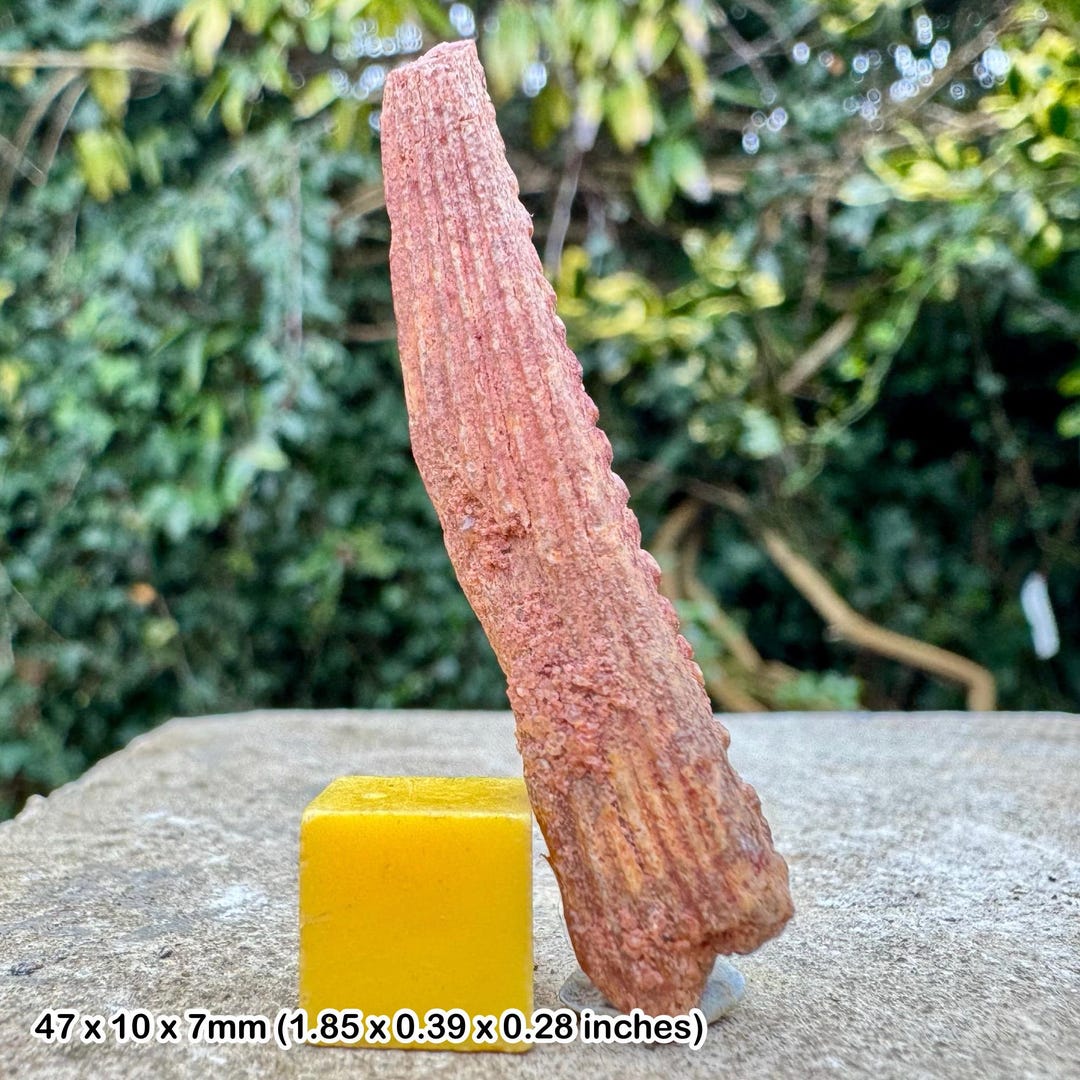 Hybodus Shark Fin Spine Fossil - Asteracanthus Ornatissimus ...