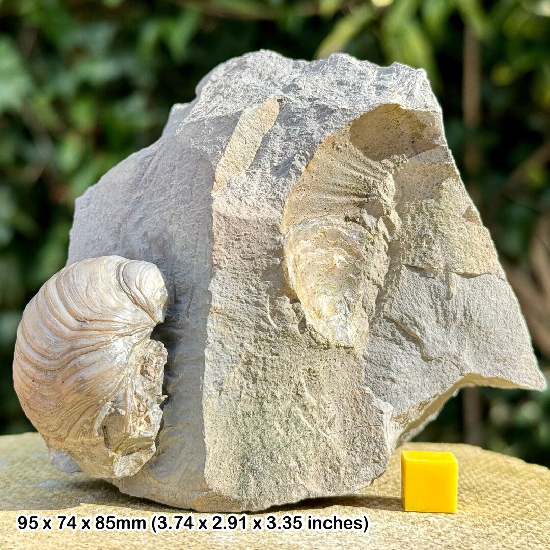 Unique Freestanding Gryphea 'devil's Toenail' Fossil - Jurassic ...