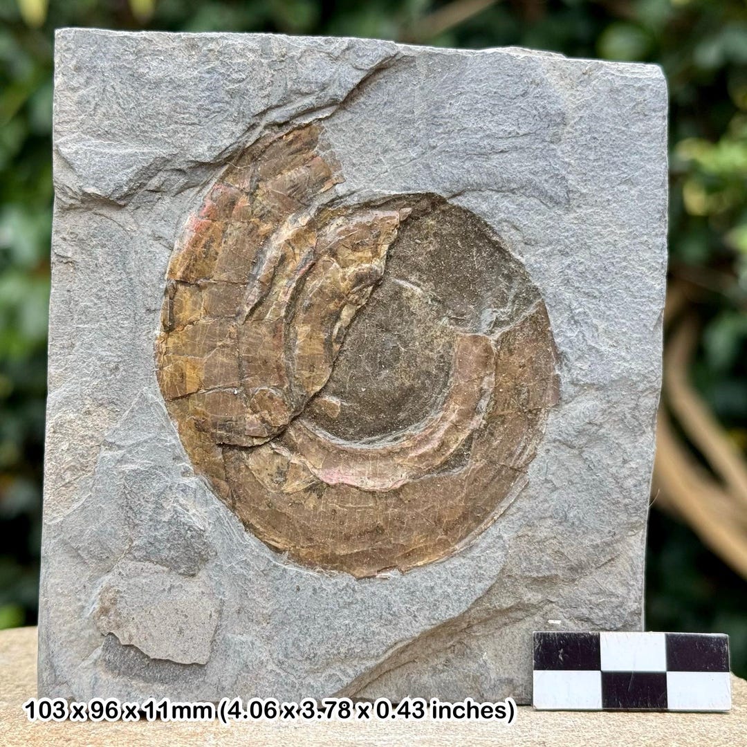 Iridescent Caloceras Johnstoni Ammonite Fossil – Jurassic Blue Lias ...