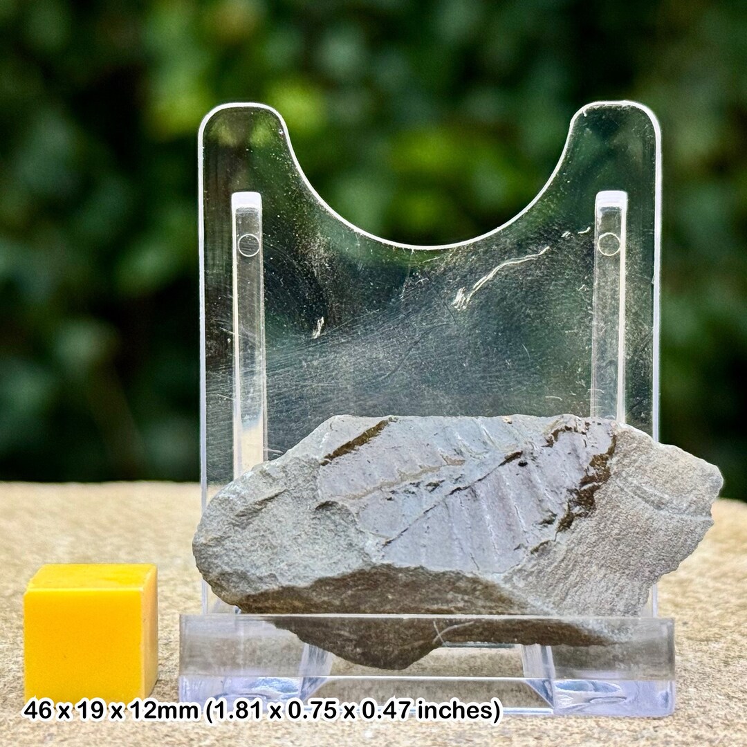 Rare British Trilobite ogyginus Fossil Partial Impression Ordovician ...