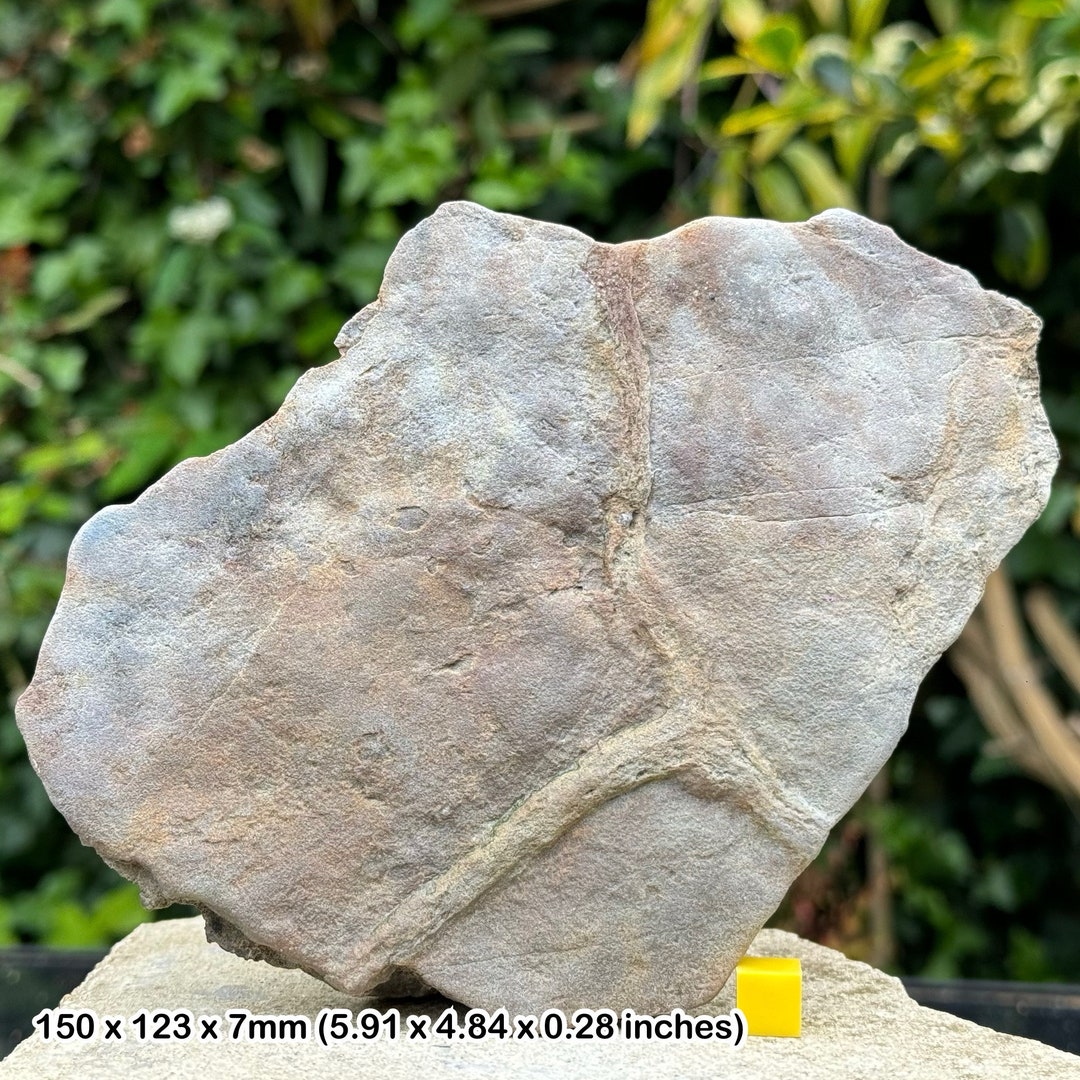 Rare Trace Fossil Burrows Jurassic Blue Lias, Watchet, Somerset ...