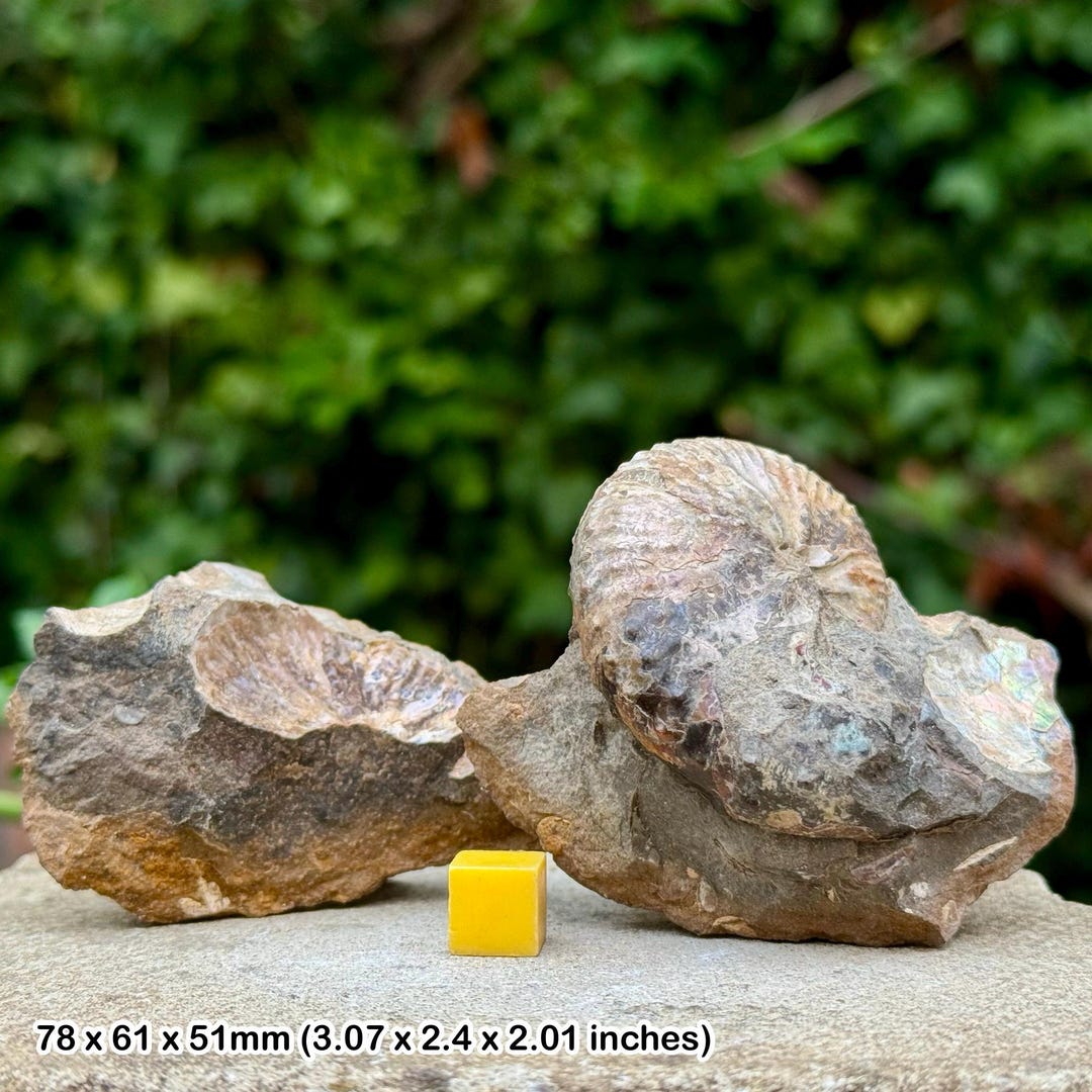 Very Rare Heteromorph Ammonite Scaphites - Hoploscaphites Conradi ...