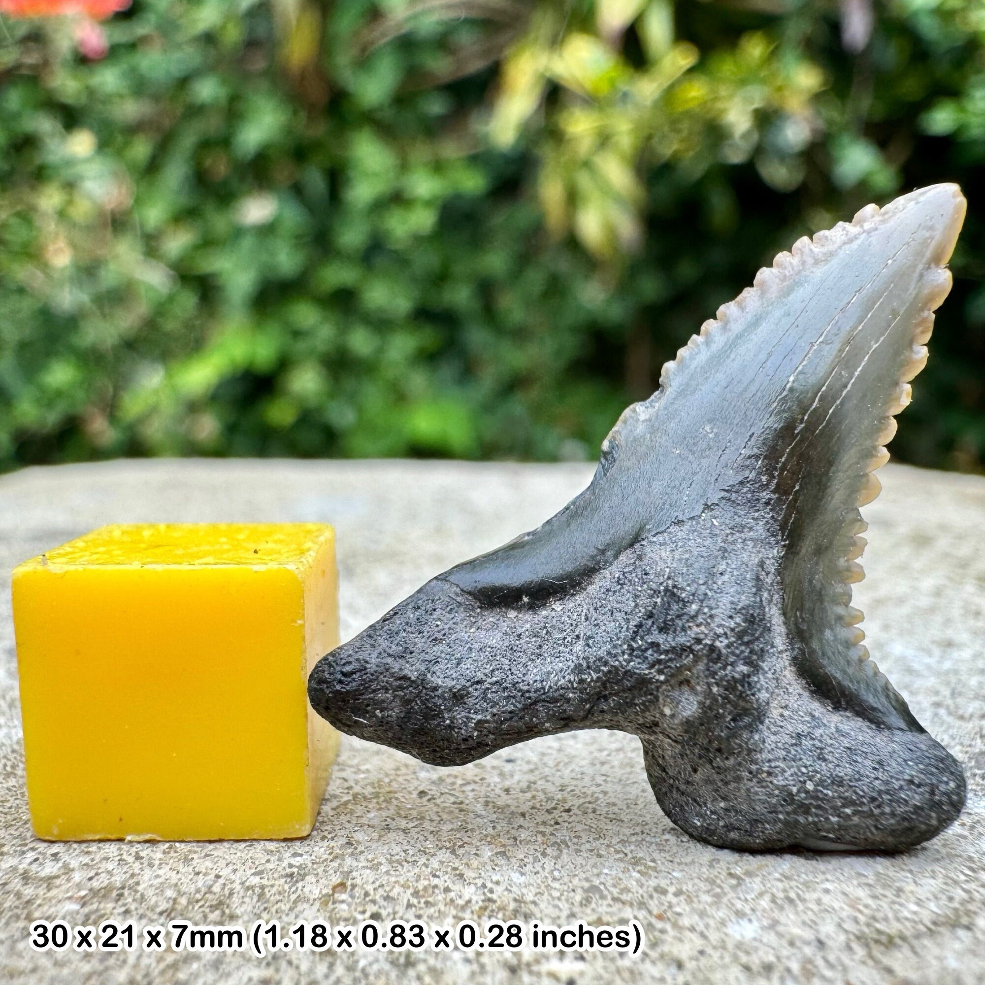 Rare Hemipristis Serra Serrated Shark Tooth Fossil Chalk, Cretaceous ...