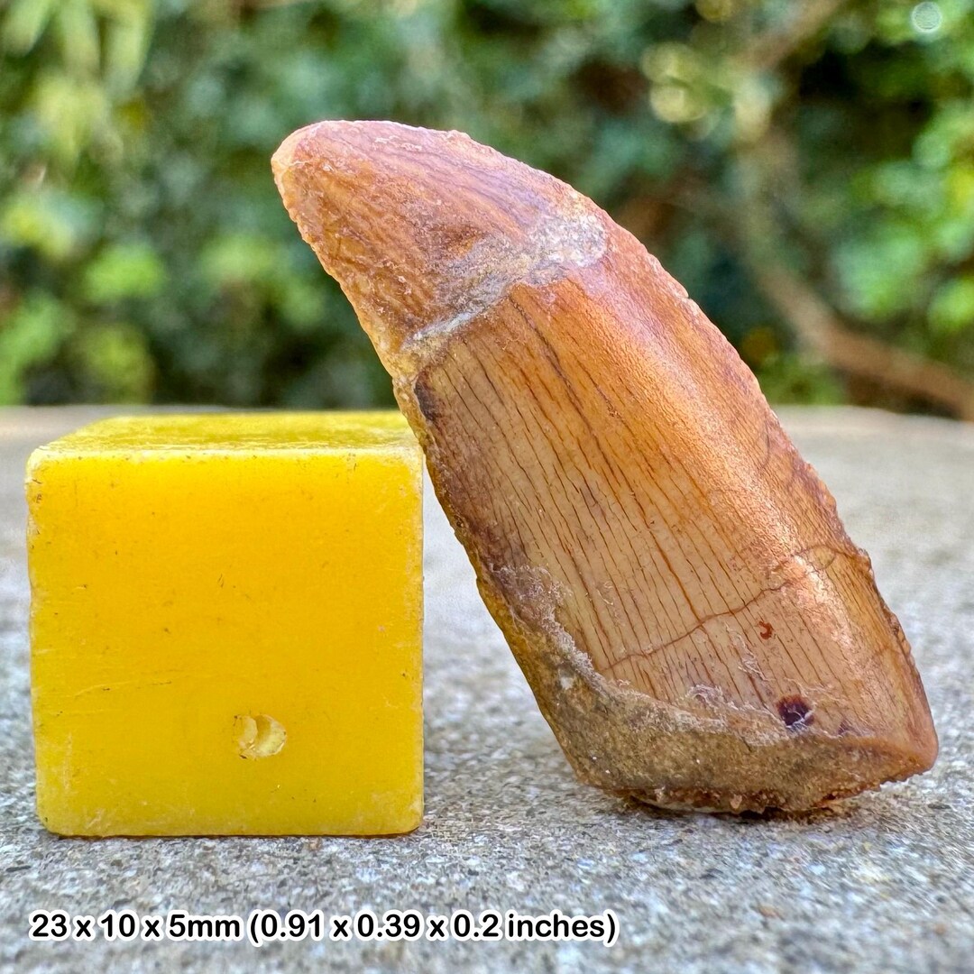 Deltadromeus Agilis Raptor Dinosaur Tooth Fossil | Cretaceous Kem Kem ...