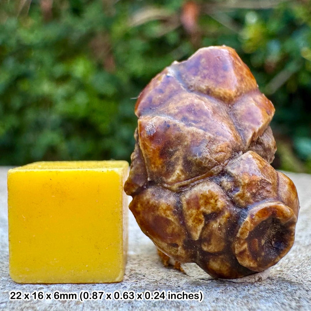 Rare Fossil Echinoid Plates – Silurian – Wenlock Series – Wren's Nest ...