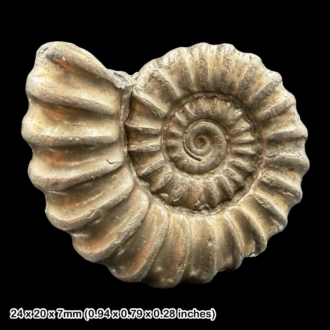 Promicroceras Golden Pyrite Ammonite Fossil Jurassic Dorset Uk Black ...