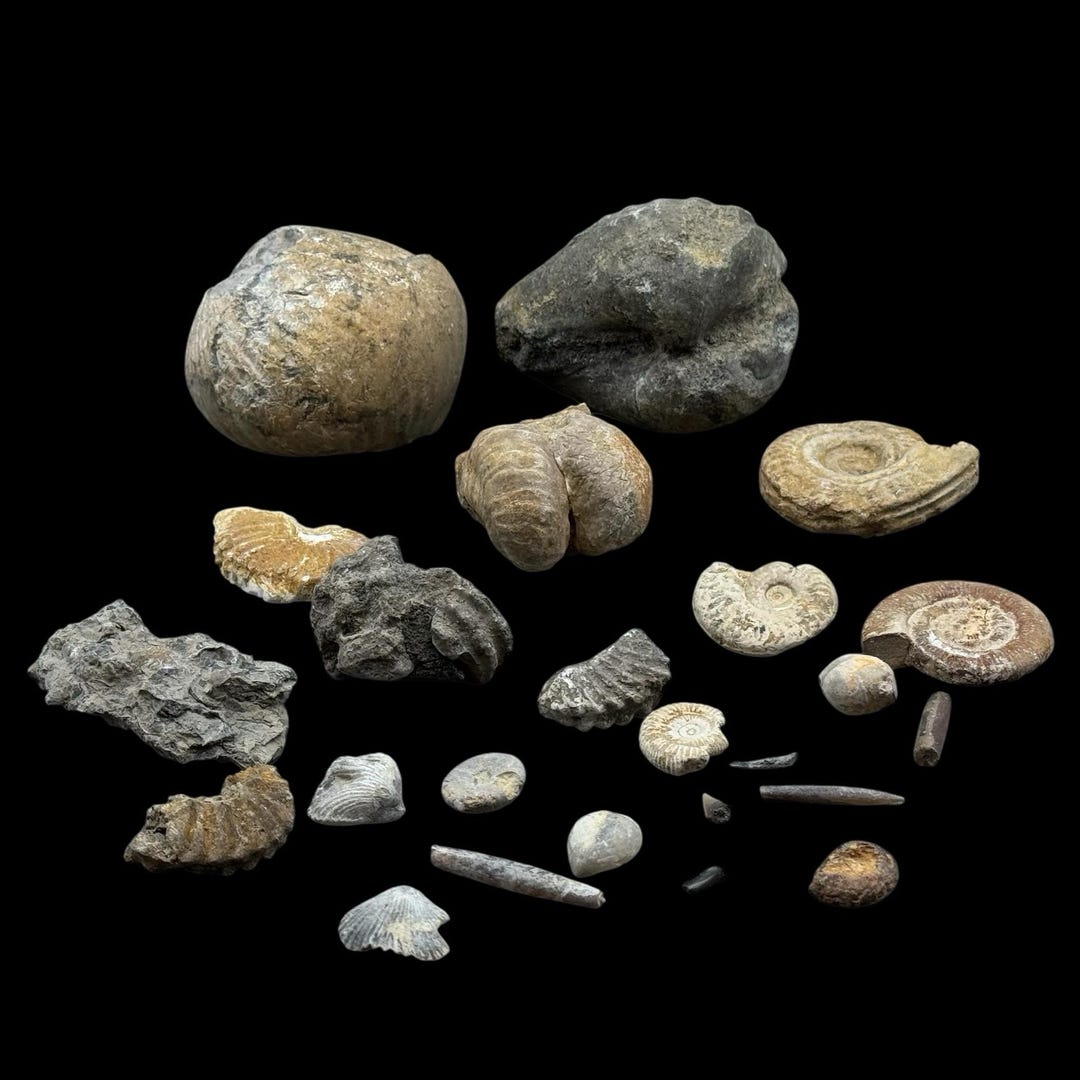 1kg British Fossil Mix X 24 | Jurassic Dorset & Somerset Fossils ...