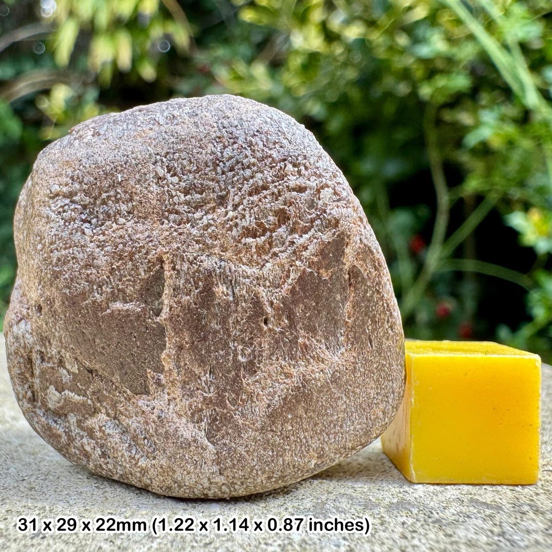 Ichthyosaur Fossil Reptile Bone, Jurassic Kimmeridge Clay, Dorset, Uk ...