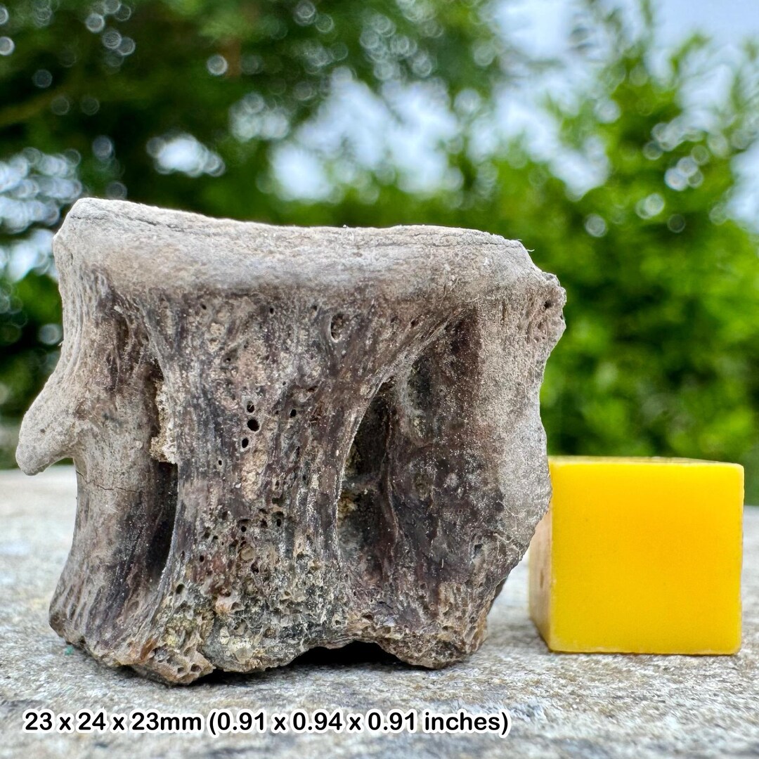 Fossil Bony Fish Vertebra - Eocene London Clay, Bawdsey, Suffolk ...
