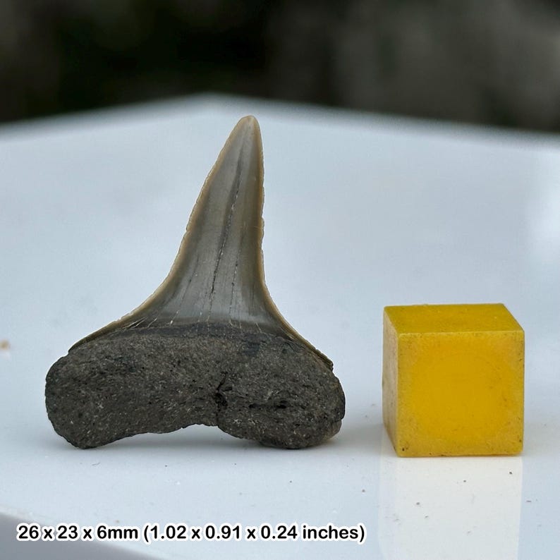 Isurus Hastalis Mako Shark Tooth Fossil - Miocene Era | South Carolina ...