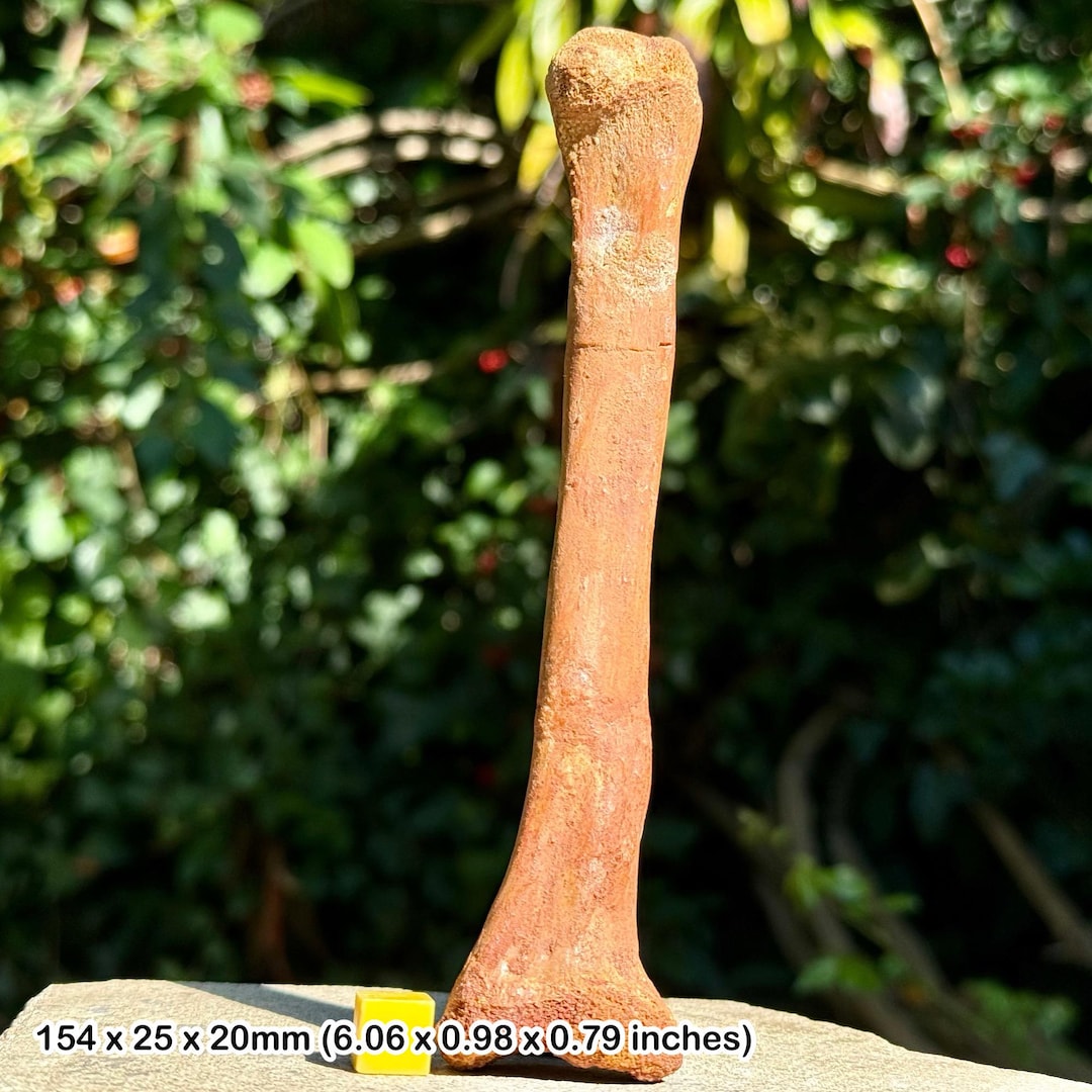 Authentic Crocodile Tibia Fossil - Cretaceous Period | Kem Kem Beds, Morocco | Certificate of ...