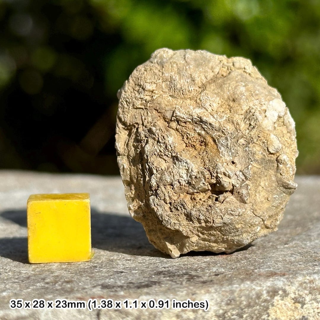 Crinoid Head (platycrinites Diadema) Fossil | Carboniferous Era ...