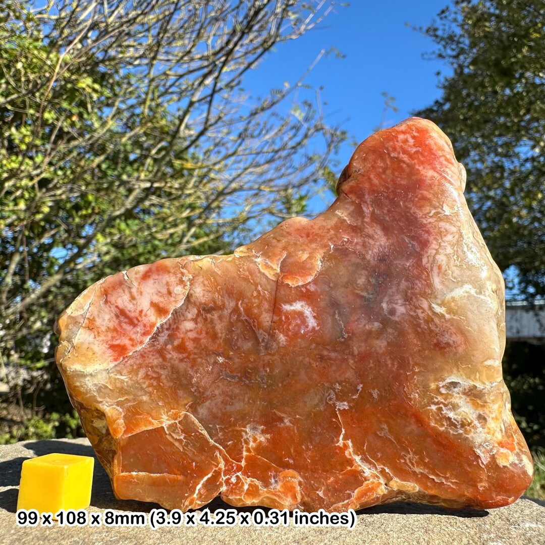 Dinosaur Coprolite Sectioned and Polished Slicefossil Poo, Poop ...