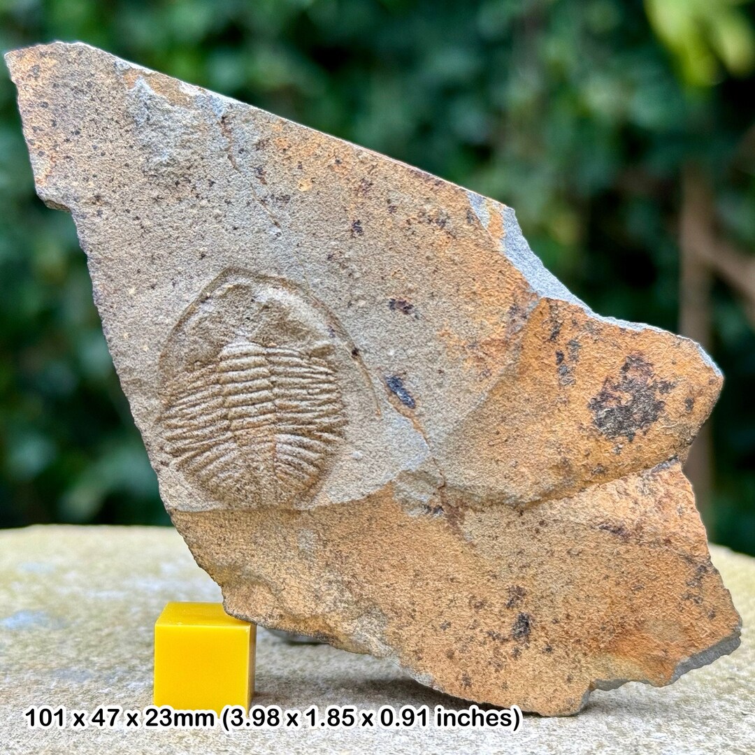 Fossil Ogyginus Trilobite Llanvirn Series, Ordovician Upper Gilwern ...