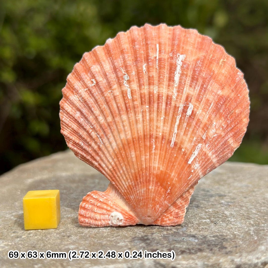 Scallop Natural Seashell - Classic Shell for Decor and Crafts - Etsy