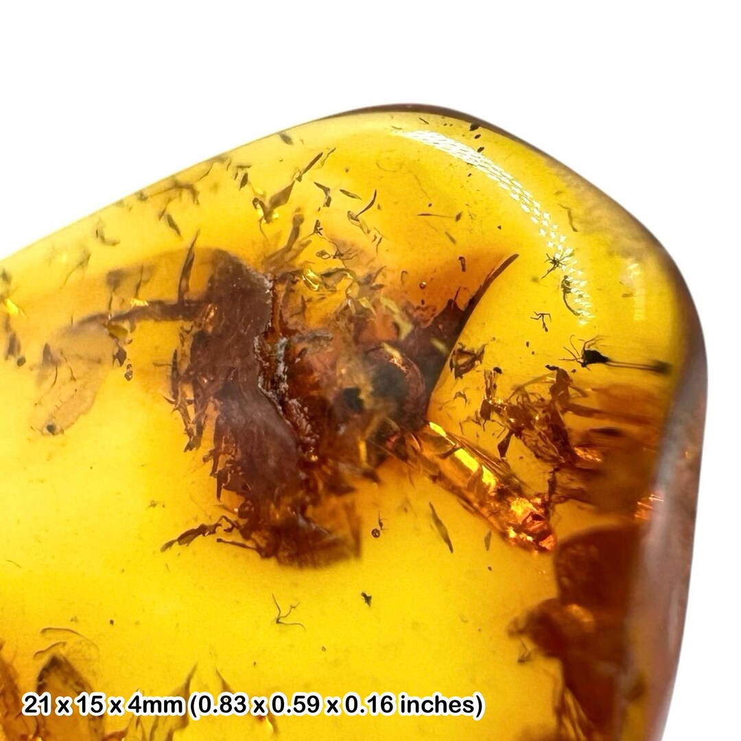 Scirtidae Marsh Beetle Larvae in Genuine Baltic Amber Fossil, Middle ...