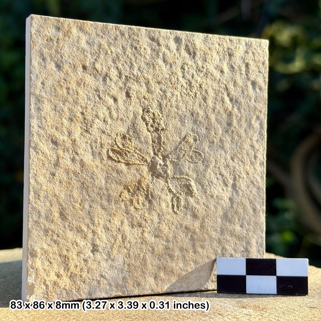 Rare Free Floating Crinoid Fossil – Saccomella Tenella – Solnhofen ...