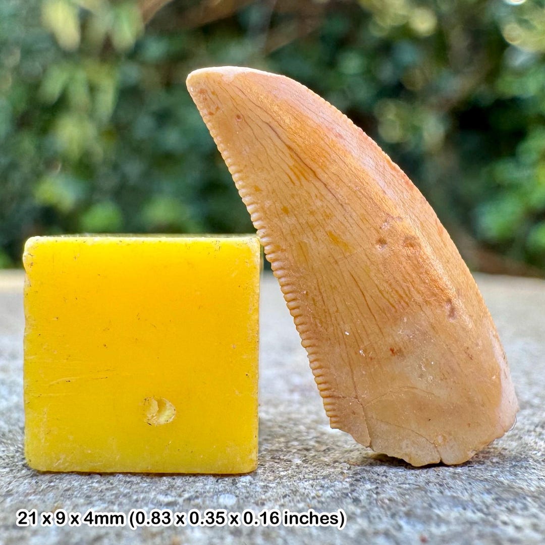 Deltadromeus Agilis Raptor Dinosaur Tooth Fossil | Cretaceous Kem Kem ...
